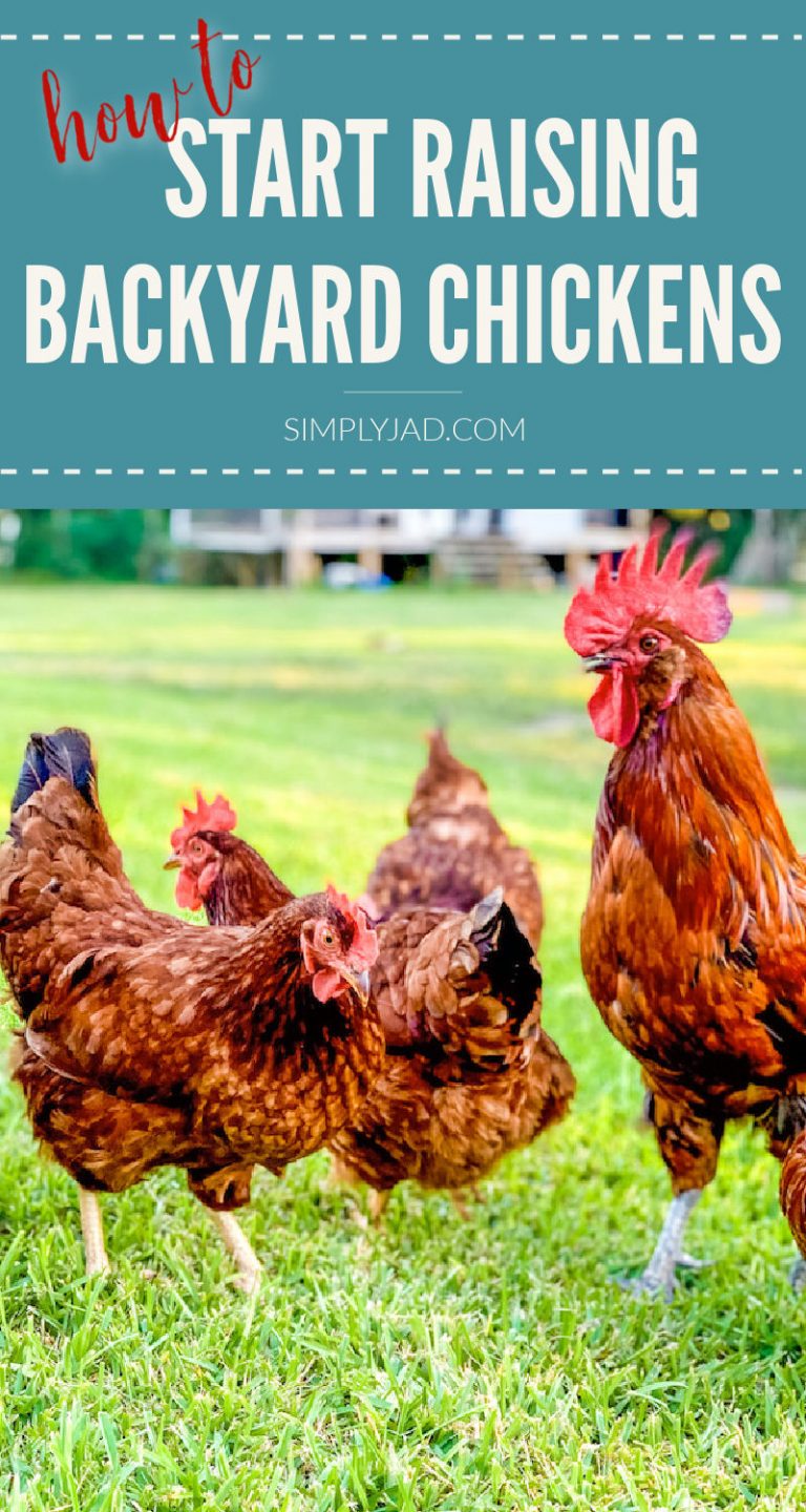 How to Start Raising Backyard Chickens - Simply JAD
